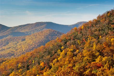 Nc Dna Day Maple Trees Vs Winter How Trees Survive And Thrive Again