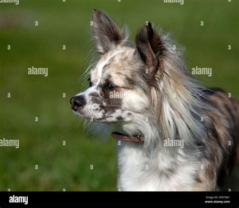 Red Merle Chihuahua