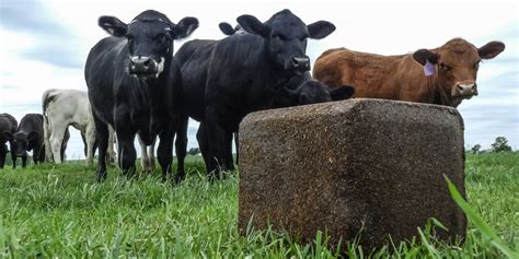 The Most Common Cattle Mineral Supplements — And Why They Matter Barn