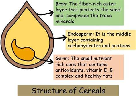 Difference Between Cereals And Pulses With Comparison Chart Bio Differences