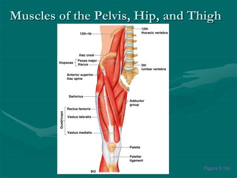 Ppt The Muscular System Powerpoint Presentation Free Download Id