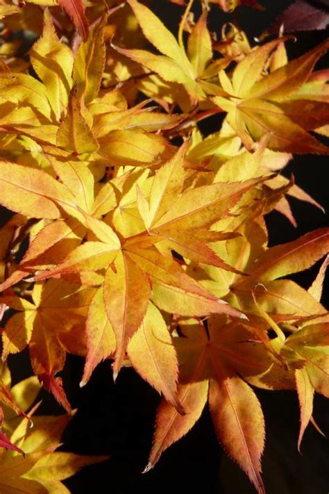Buy Ruby Stars Japanese Maple Tree Free Shipping Wilson Bros