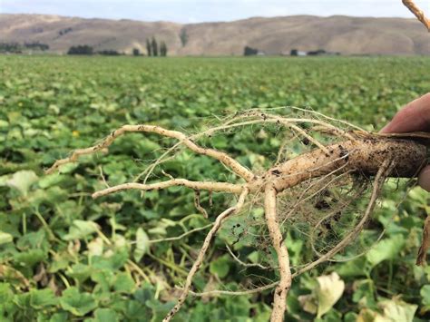 New Project Focuses On Diseases Causing Huge Losses In Export Crop A