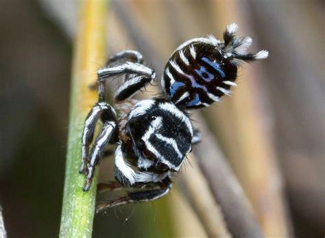 Skeletorus Amazing New Species Of Peacock Spider Discovered The Jumping Spider Spider