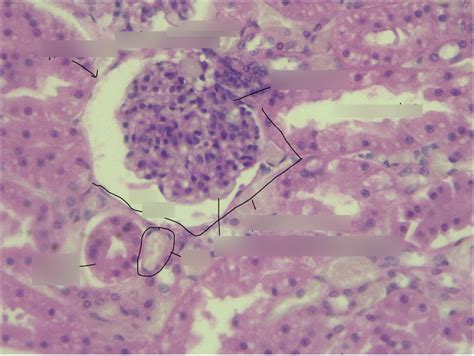 Renal Cortex At 400x Diagram Quizlet