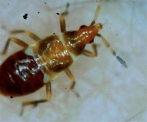 True Bug Bugguidenet