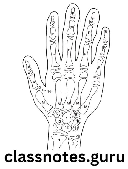 skeletal maturity index question and answers class notes