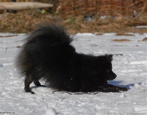 Life With Kleinspitz Blogi