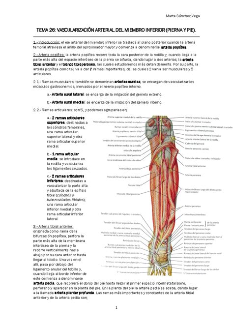 TEMA 26 Vascularización Arterial DEL Miembro Inferior ( Pierna Y PIE) - Warning: TT: undefined ...