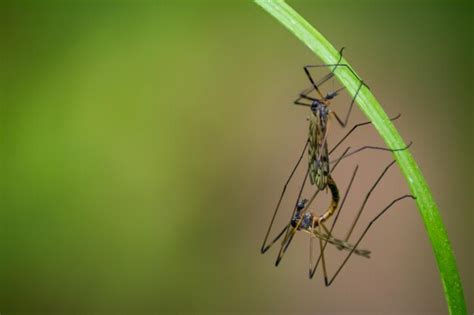 Premium Photo Close Up Of Insects Mating On Grass