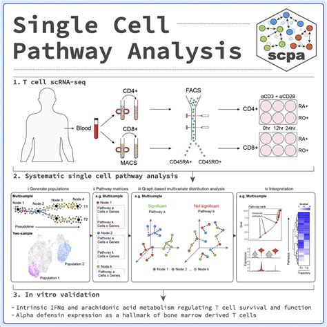 Systematic Single Cell Pathway Analysis To Characterize Early T Cell