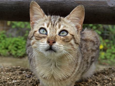 Gato Doméstico Joven Catus De Los Silvestris Del Felis Foto De