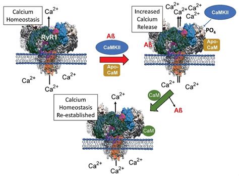Figure 4 From Calmodulin Binding Proteins And Alzheimers Disease Biomarkers Regulatory
