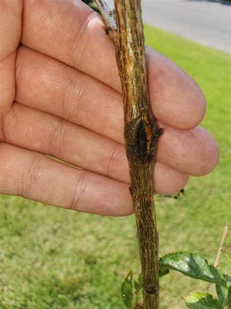 Young Cherry Bloosom Blistering Rarborists