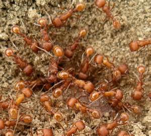 Harvester Ants Pogonomyrmex Comanche Bugguidenet