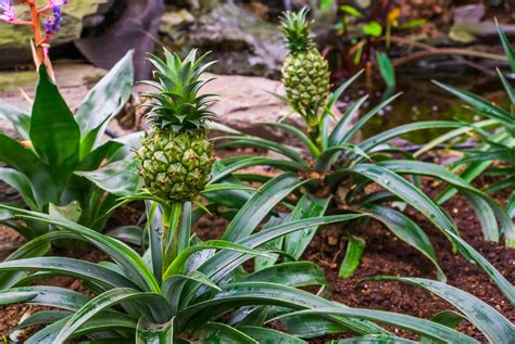 Pineapple Tree 2 Gold Pineapple Plants Live To Grow 5 To 8 Inch Tall
