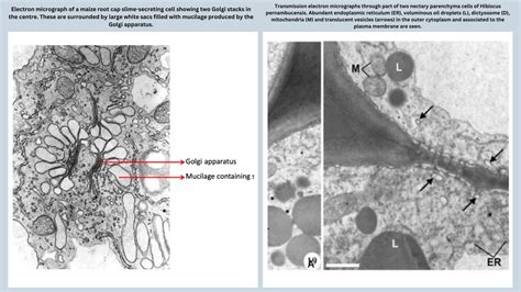 Secretory System In Plants External Secretory And Internal Secretory Tissues Biology Notes