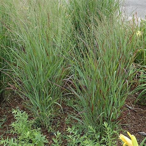 Shenandoah Switch Grass