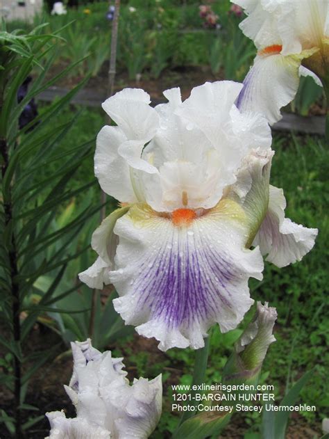 Bargain Hunter Tall Bearded Iris Tb Exline Iris Garden