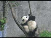 Panda Funny 