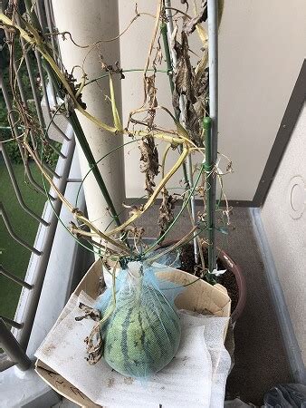 スイカ （夏武輝） （土壌式水耕栽培）3 家庭菜園 簡単！