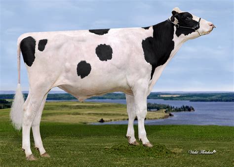 Remover Pp Premium Dairy Bull Stanton Genetics