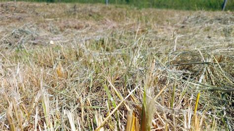 Mowed Dry Grass Landscape In A Sunny Field On A Warm Summer Day Stock Image Image Of Sunny