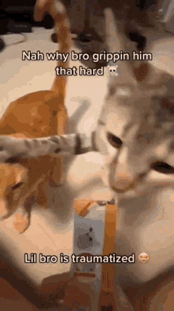 Vecna Cat Eyebrow Raise  Vecna Cat Eyebrow Raise Eyebrows