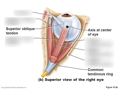 Extraocular Muscles Diagram Quizlet