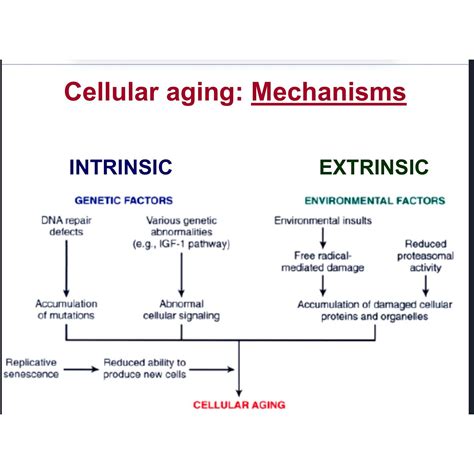 Solved How Can I Figure Outcellular Aging