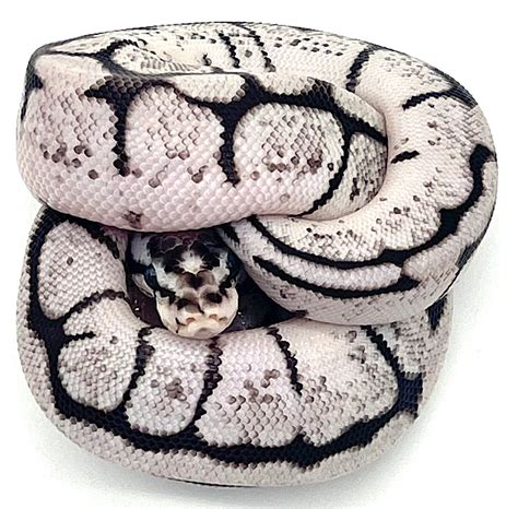 Black And White Ball Python