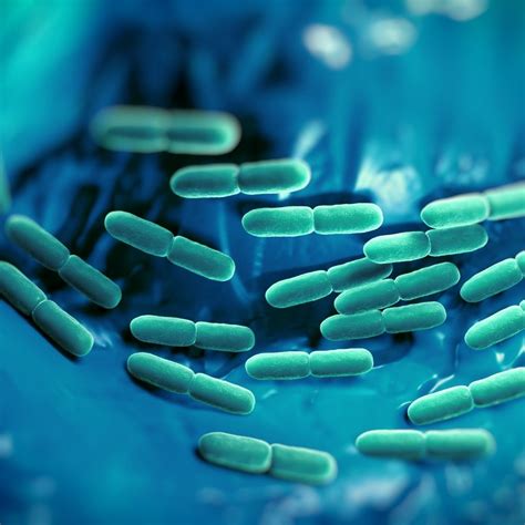 Probiotique Probio Ventre Plat Minceur Et Digestion