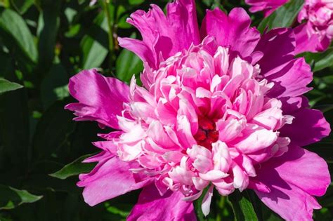 Premium Photo Closeup Of Flower Pink Peonie Summer Garden With Space