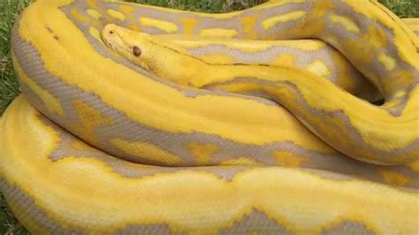 Update On The Female Albino Purple Tiger Reticulated Python Youtube