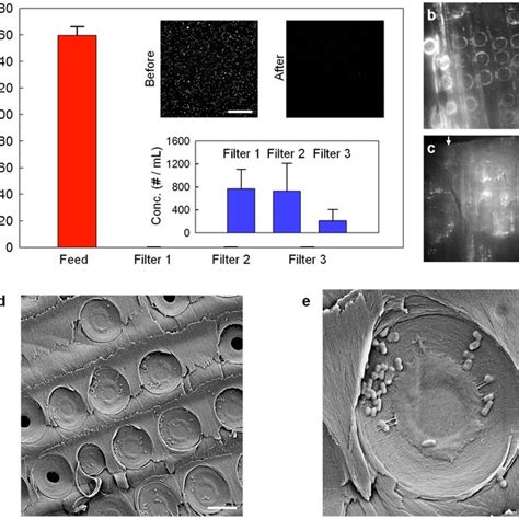 Xylem Structure A Structure Of Xylem Vessels In Flowering Plants And