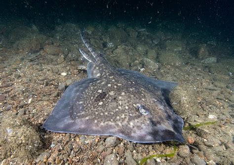 Celebrate Our Amazing Marine Life This World Oceans Day The National Lottery Heritage Fund