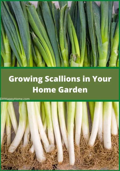 Growing Scallions In Your Home Garden Happy Diy Home