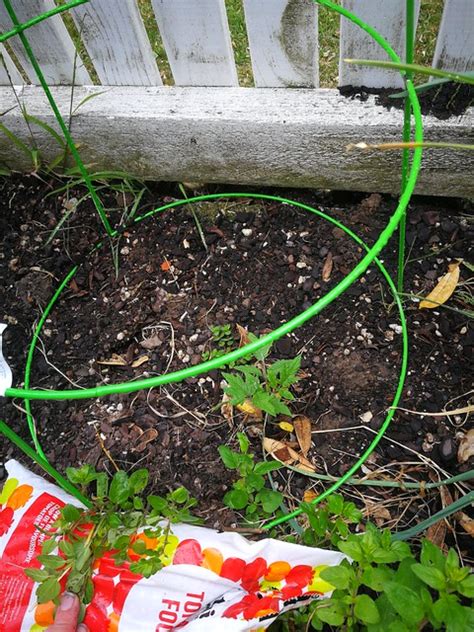 Rapunzel Tomato Growstuff