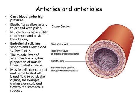 Understanding Arteries Your Bodys Highways