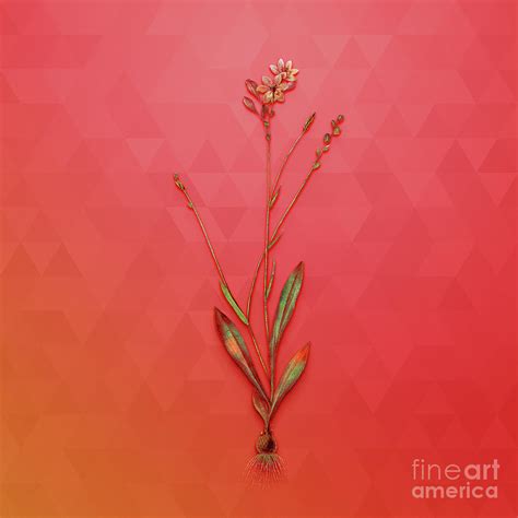Vintage Gladiolus Junceus Botanical Art On Fiery Red N 1501 Mixed Media By Holy Rock Design Pixels