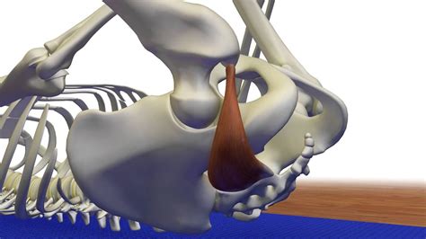 Reverse Action Of Piriformis At Norman Nelson Blog