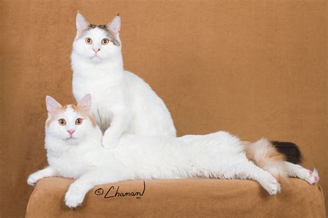 Orange Turkish Van Kitten