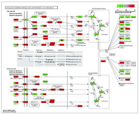 The Signaling Pathways Regulating Pluripotency Of Stem Cells Kegg