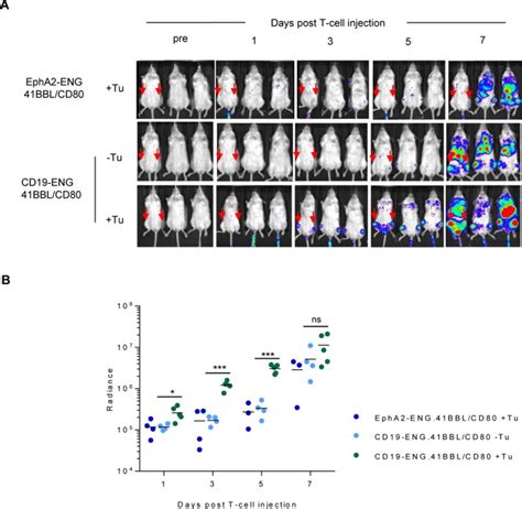 Cd28 And 41bb Costimulation Enhance The Effector Function Of Cd19 Specific Engager T Cells Pmc