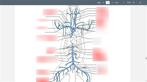 Venous System Of The Cat Part 1 Diagram Quizlet