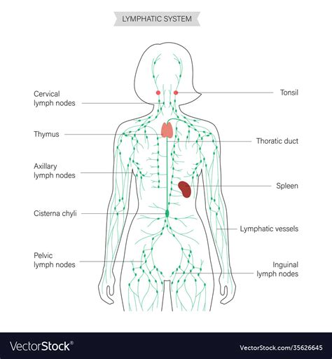 Lymphatic System Concept Royalty Free Vector Image