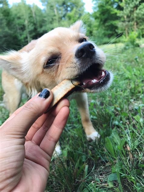 The Love Of My Life My Happy And Healthy Lil Dingus Chihuahua