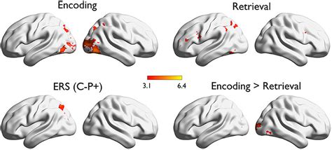 whole brain searchlight results item specific representation for