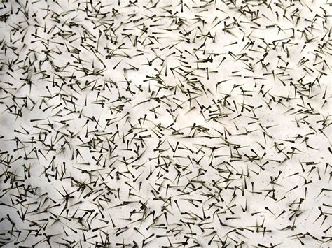 北村きよたかの活動記録稚魚の放流