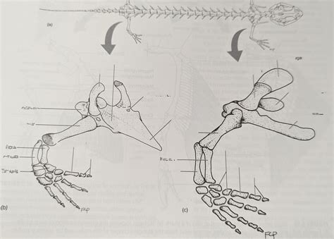 Necturus Appendicular Skeleton Diagram Quizlet